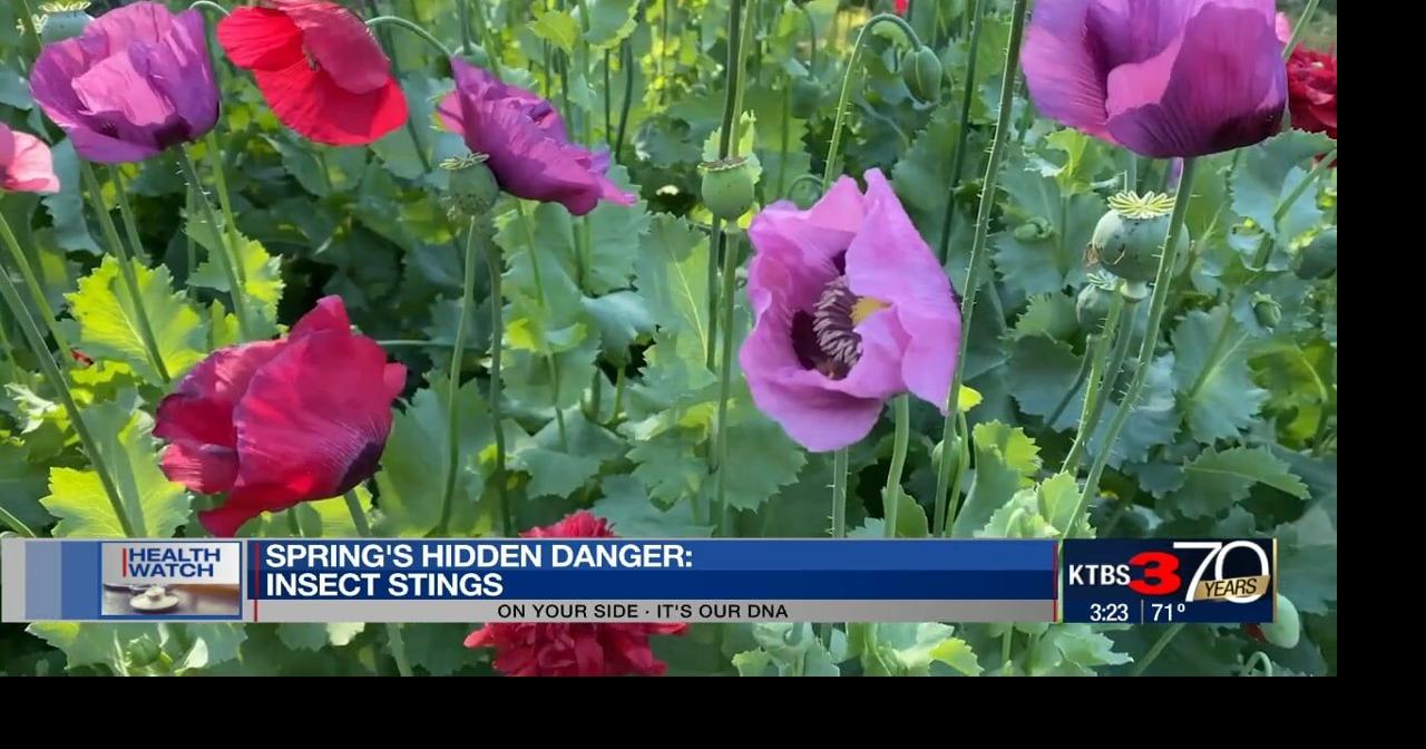 Hidden dangers of spring: flying insects | Health | ktbs.com