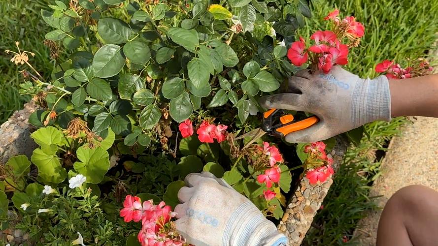 Deadheading plants in summer can stimulate more blooms | Johnette’s ...