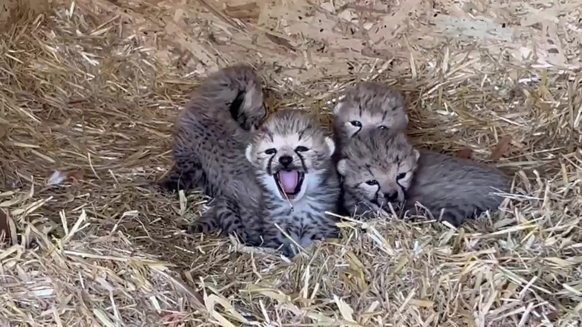 Seven endangered cheetah cubs born at zoo a huge conservation win ...