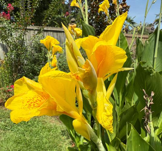 Growing cannas: Tips for stunning blooms all season | Johnette’s Garden ...