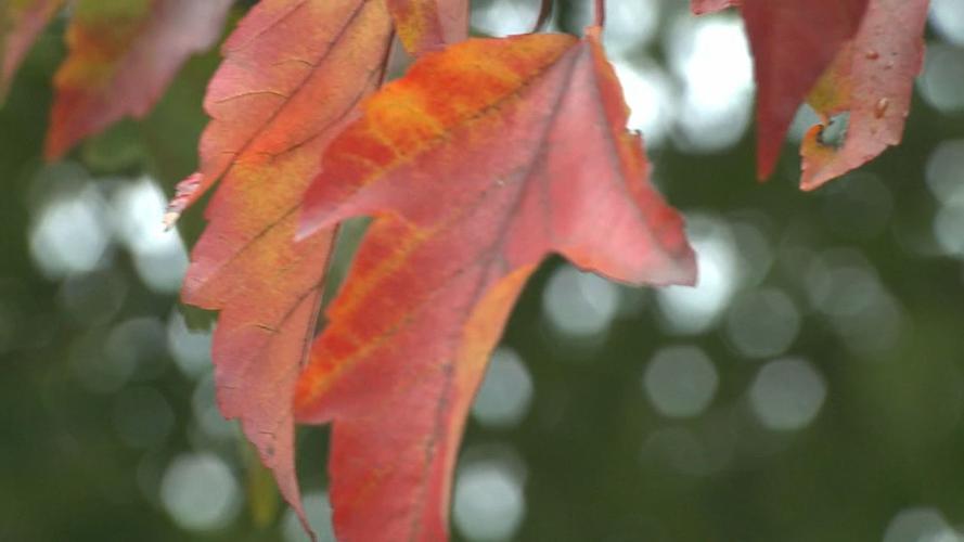 Fall season ushers in color change, cooler temperatures | ArkLaTex In ...