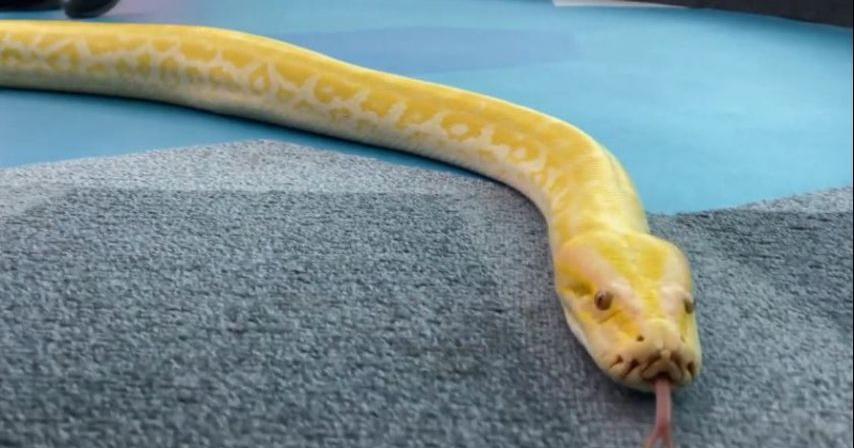 Snake search over, Cara the Python found in Mall of Louisiana ...