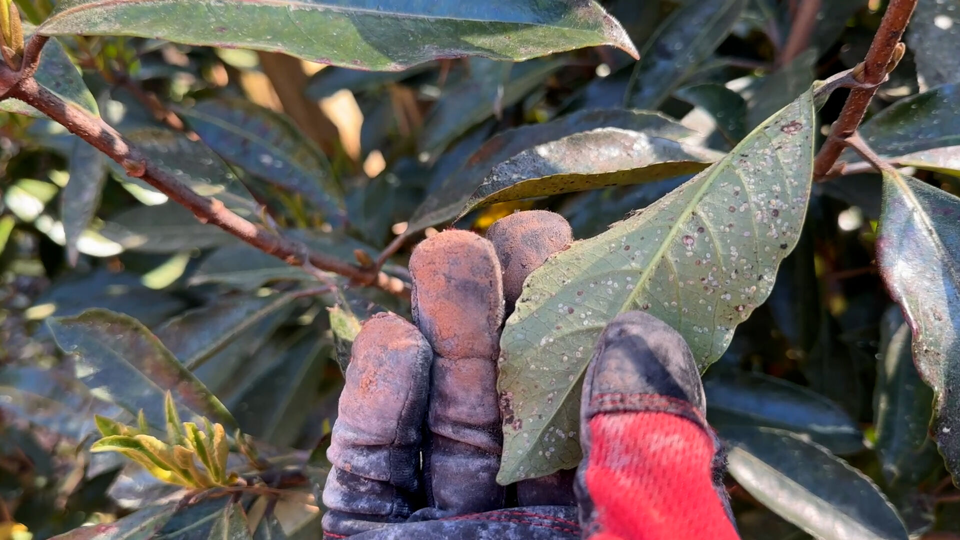 Viburnum woes: LSU expert explains how to identify and treat insect ...