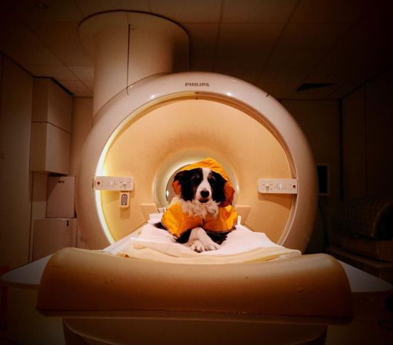 Can dogs tell fear from sadness? Brain scans may reveal answer ...