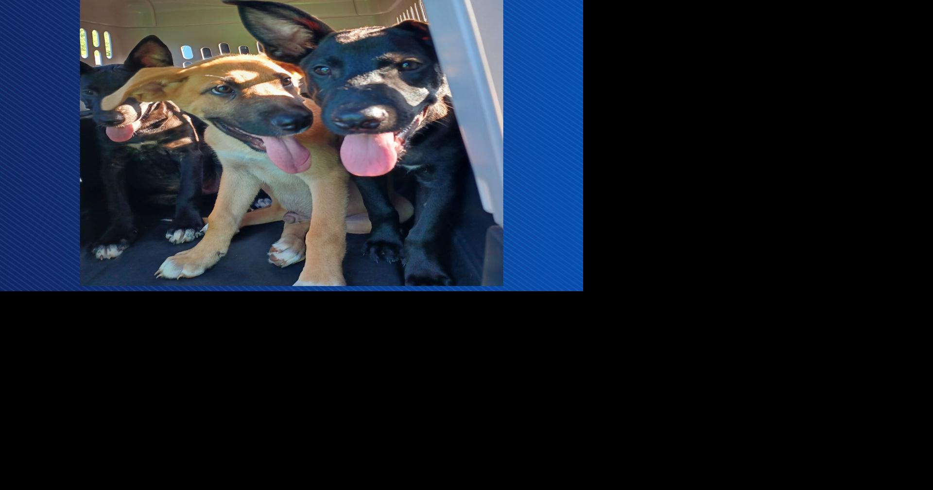 Webster Parish animal rescue to hold fund-raising event | News | ktbs.com