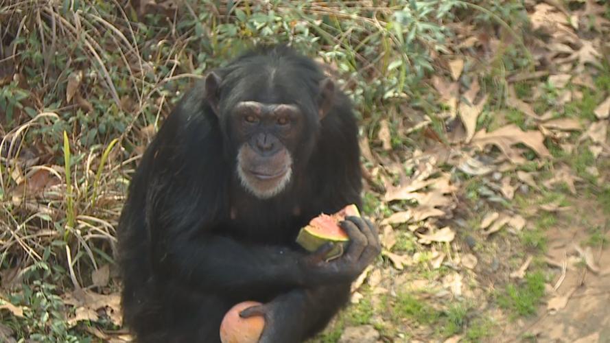 Chimp Haven swinging into 2021 with big expectations | ArkLaTex In ...