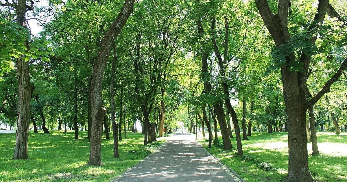 Tree Rings May Reveal Hidden Clues About Water History | Health | ktbs.com