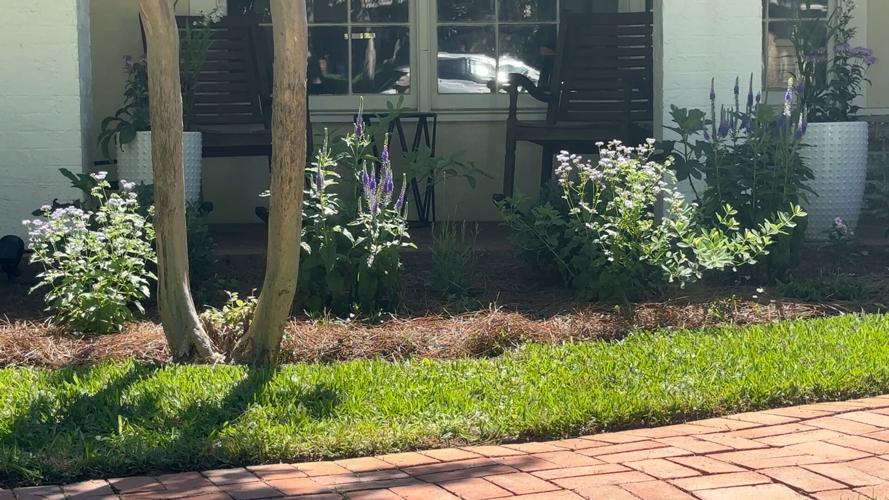 Garden featuring native plants on Le Tour des Jardins | Johnette’s ...