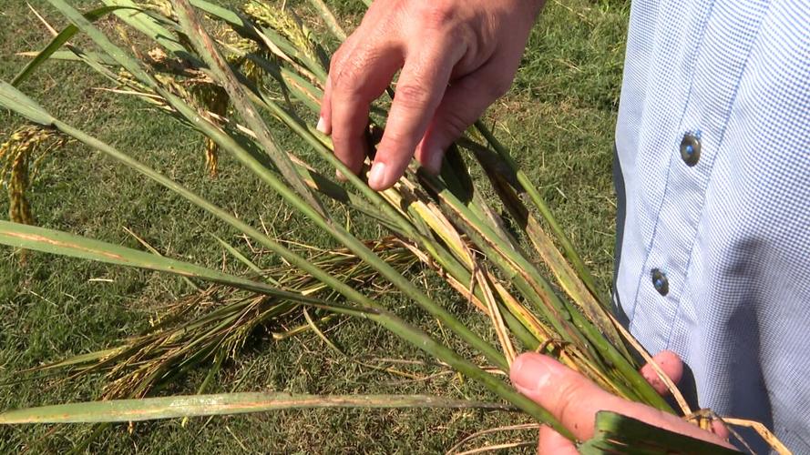 Rice delphacid causes serious threat to rice plants in Arkansas ...