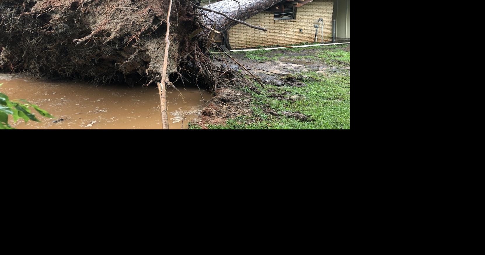 Large tree falls onto home, displaces a family during Monday ...