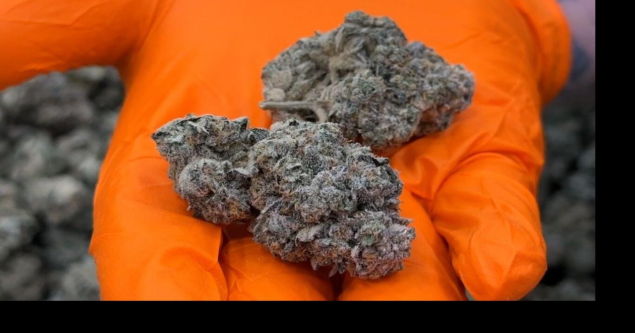 Medical marijuana grower: Pop-up booth at H&H was legal, appropriate ...