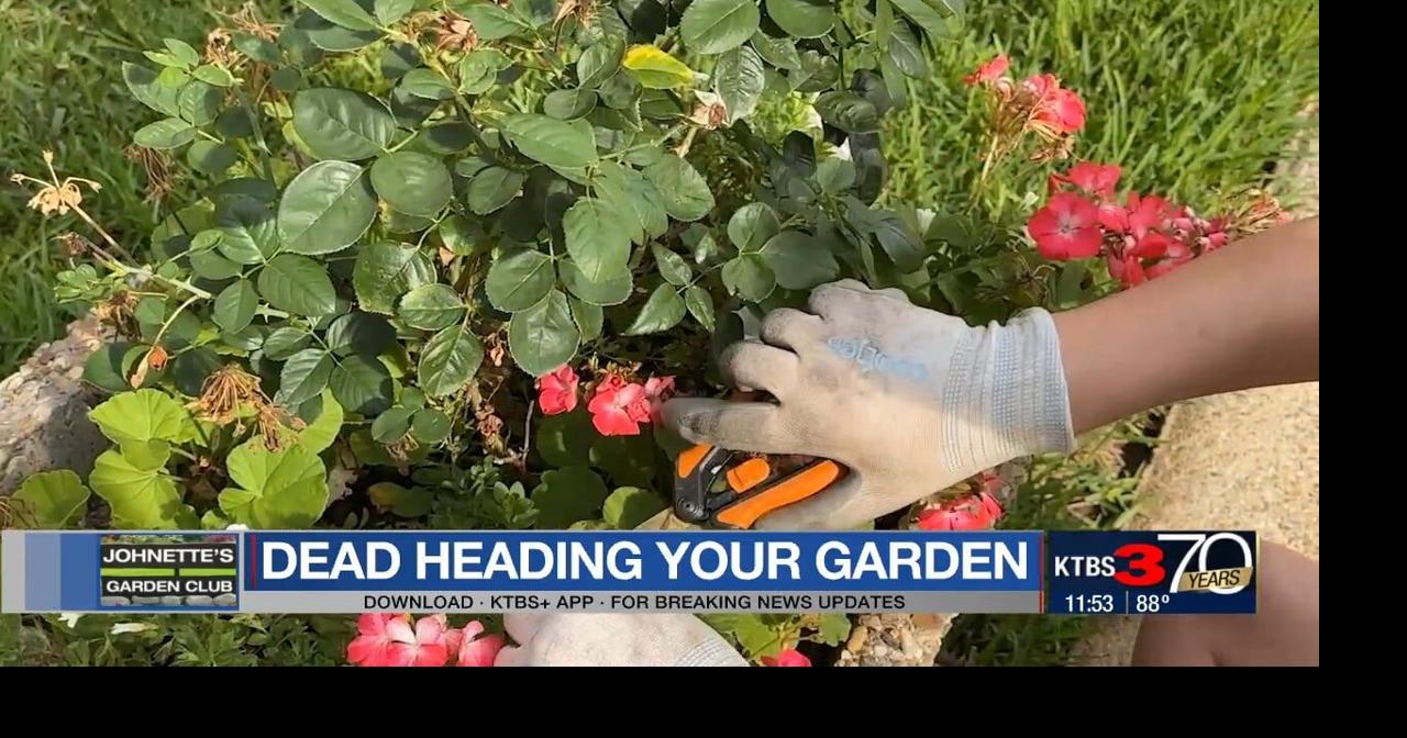 Deadheading plants in summer can stimulate more blooms | Johnette’s ...