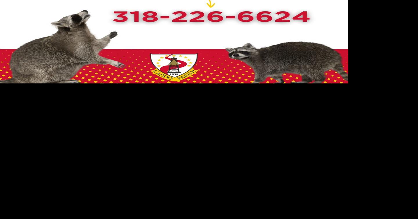 Caddo animal services monitoring increase in distemper cases | News ...