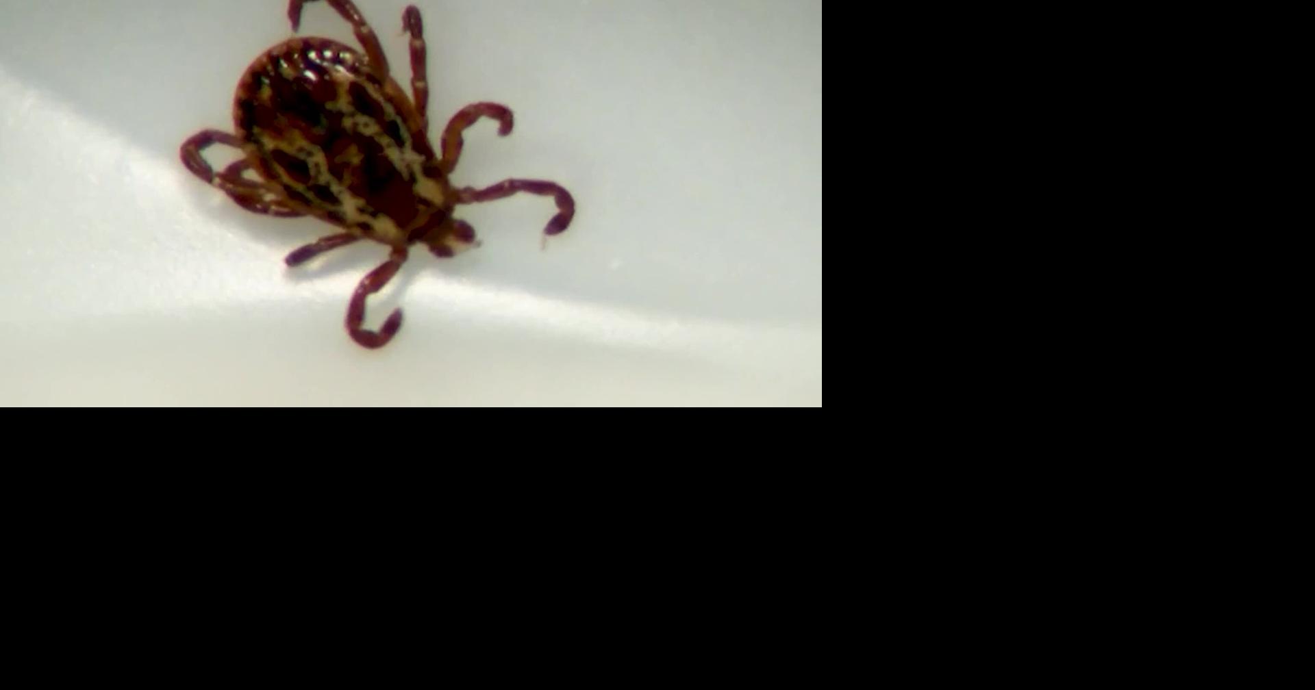 RAW: FILE: HHS UNVEILS PLAN TO COMBAT LYME DISEASE | National | ktbs.com
