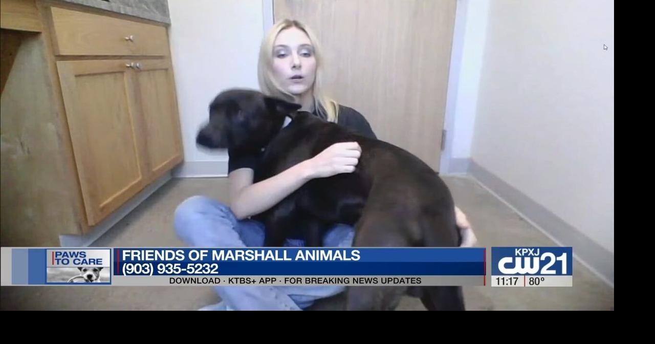 Paws to Care: Cheddar needs his forever home | Community | ktbs.com