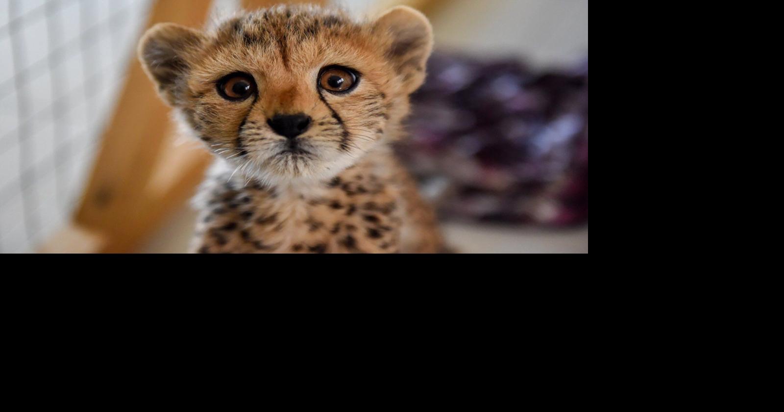 The ultra-rich are illegally buying cheetahs as pets and it's leading ...