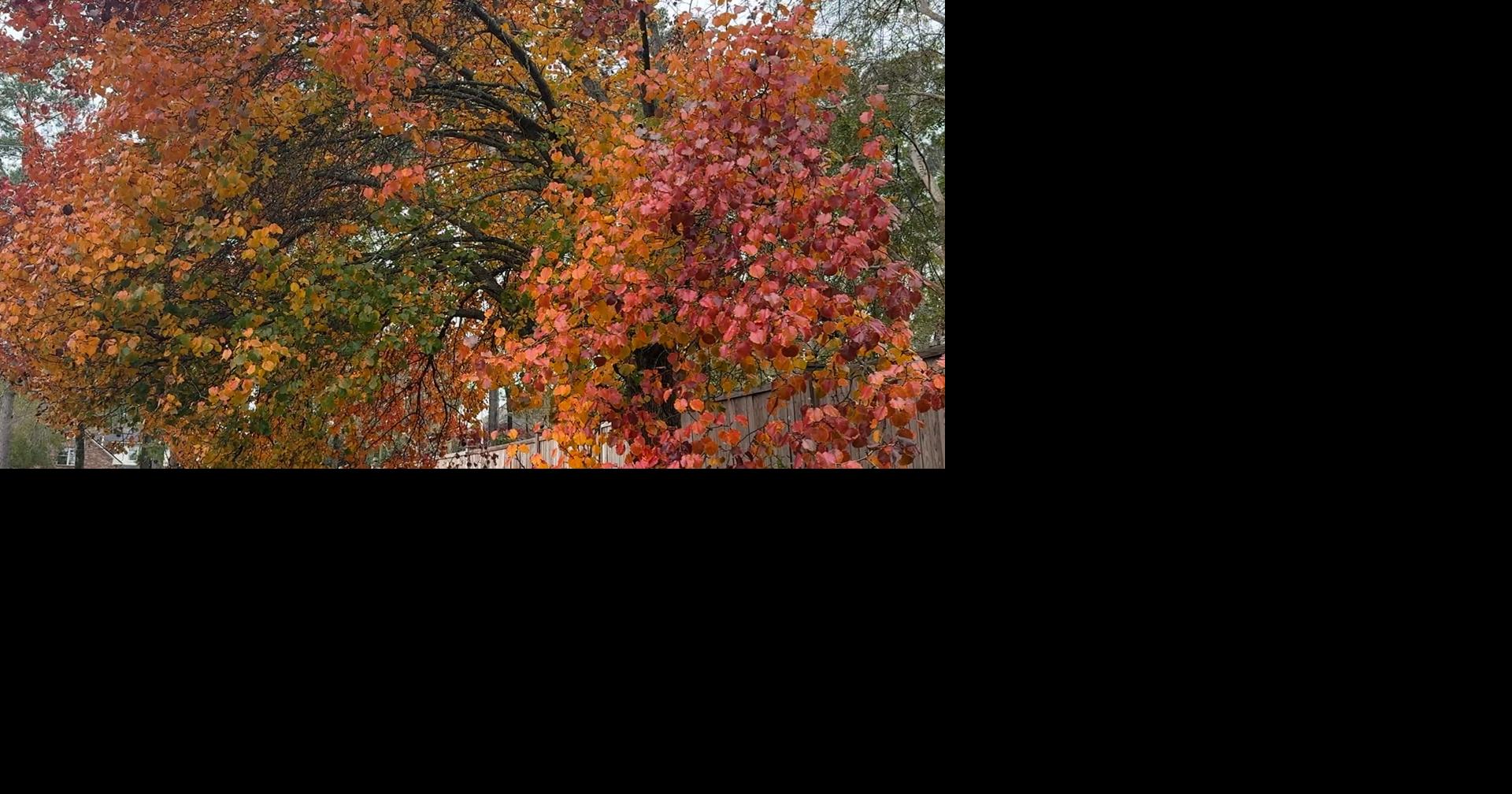Bradford Pear tree leaning while covered in fall colors | | ktbs.com