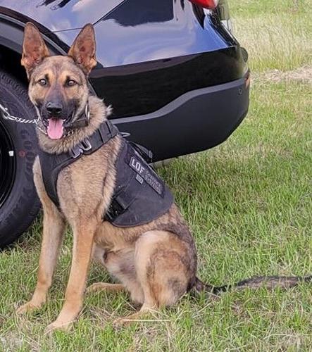 K-9 Enzo helps capture two suspects in Shreveport | News | ktbs.com