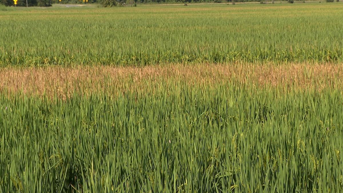 Rice delphacid causes serious threat to rice plants in Arkansas ...