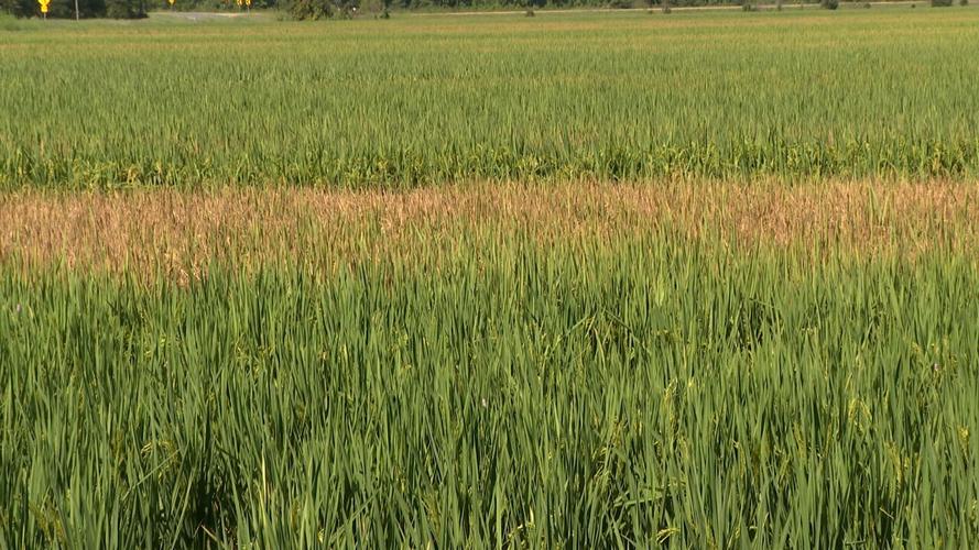 Rice delphacid causes serious threat to rice plants in Arkansas ...