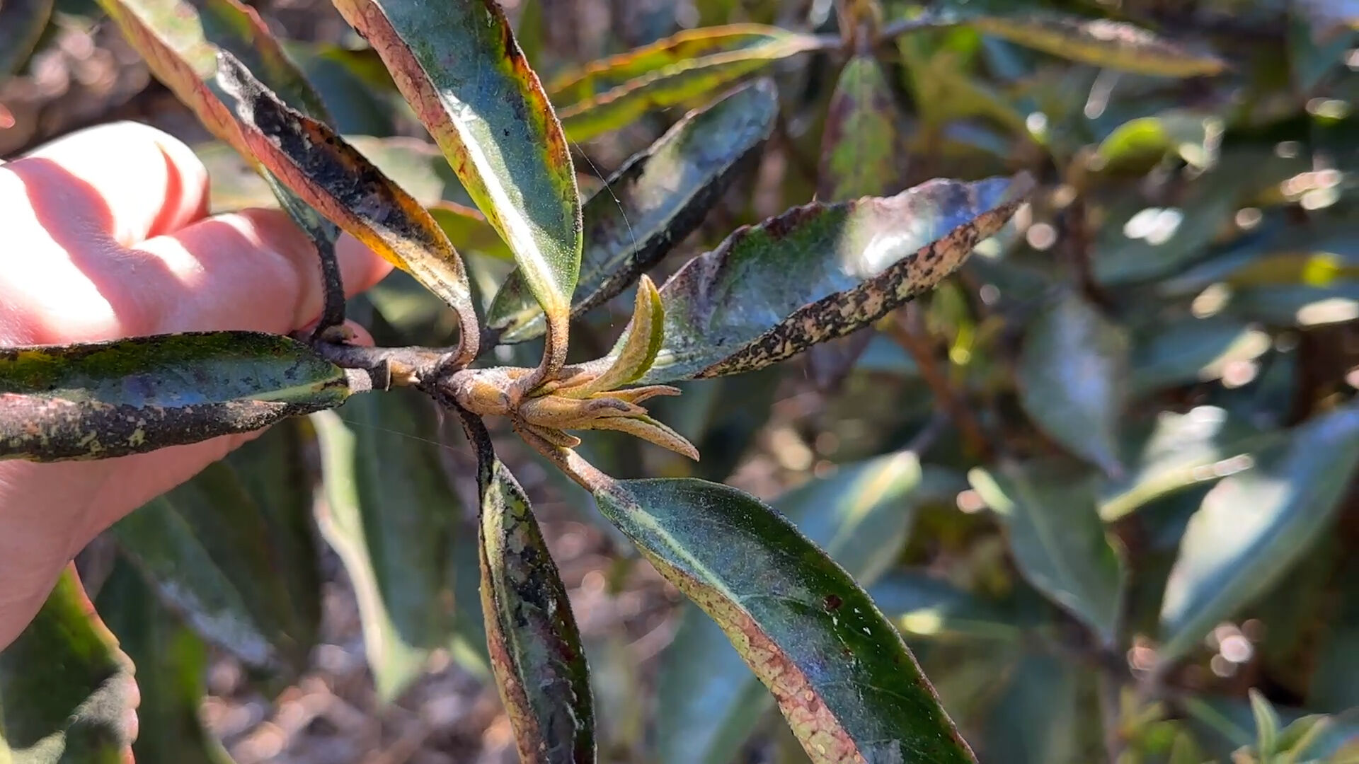 Viburnum woes: LSU expert explains how to identify and treat insect ...