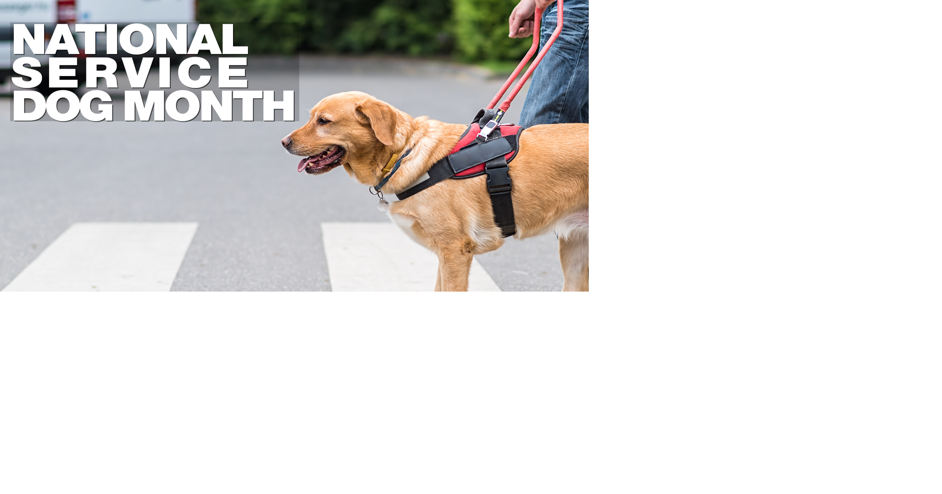It's National Service Dog Month | Paws to Care | ktbs.com