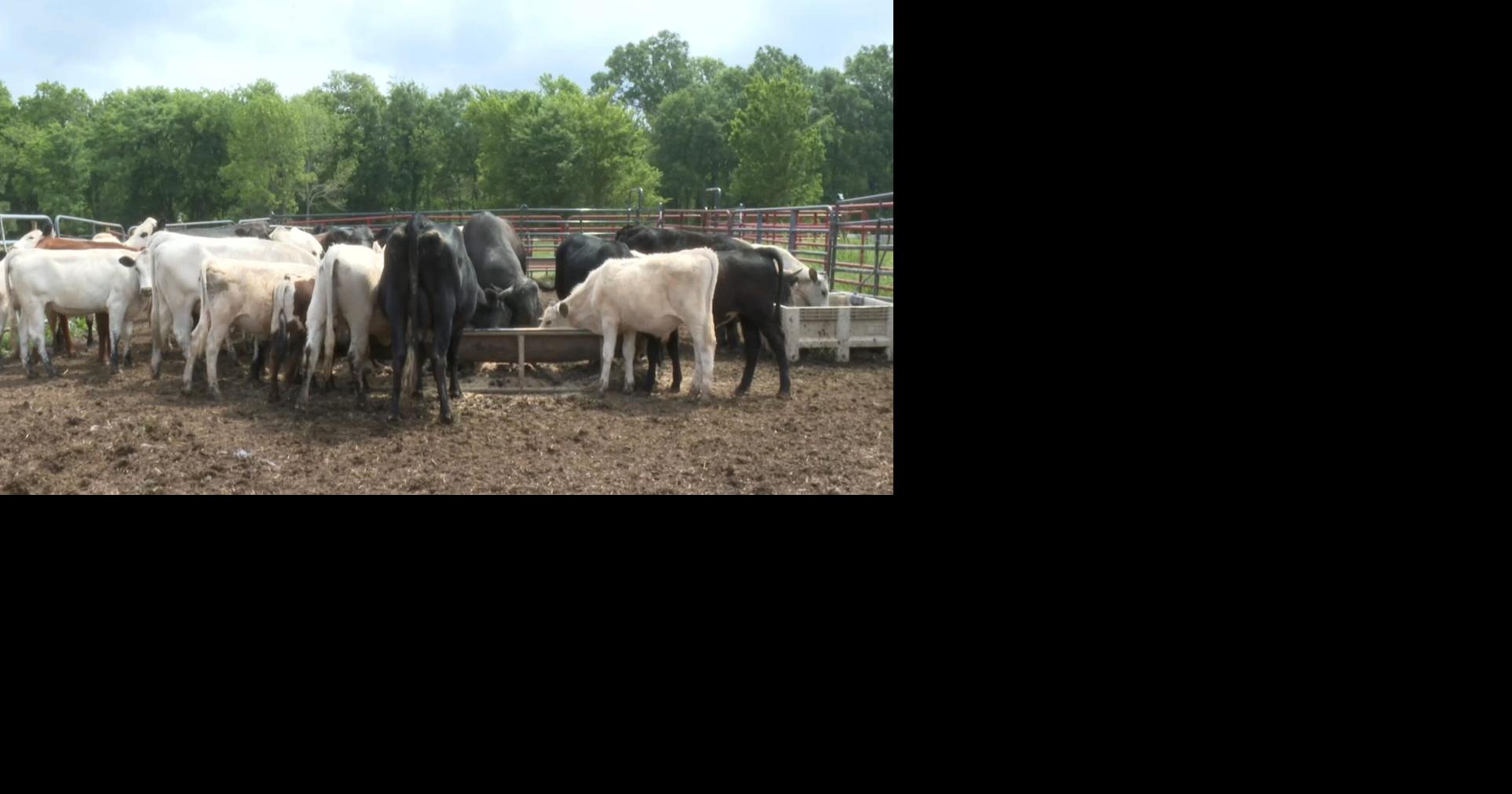 New FDA guideline will affect local livestock farmers | News | ktbs.com