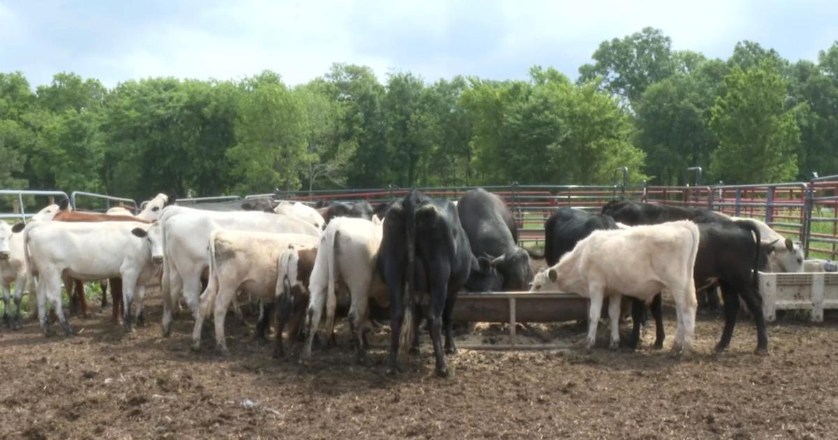 New FDA guideline will affect local livestock farmers | News | ktbs.com New FDA guideline will affect local livestock farmers | News | ktbs.com