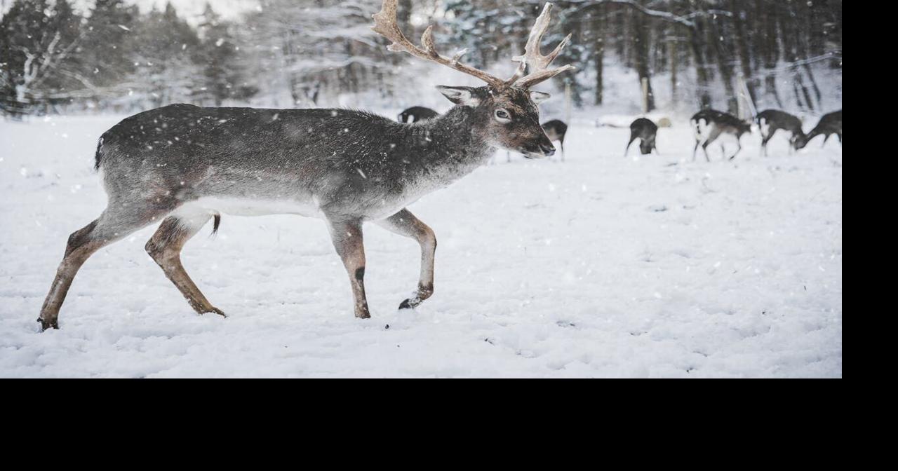 Bad news for Santa: Climate change could take out reindeer | National ...