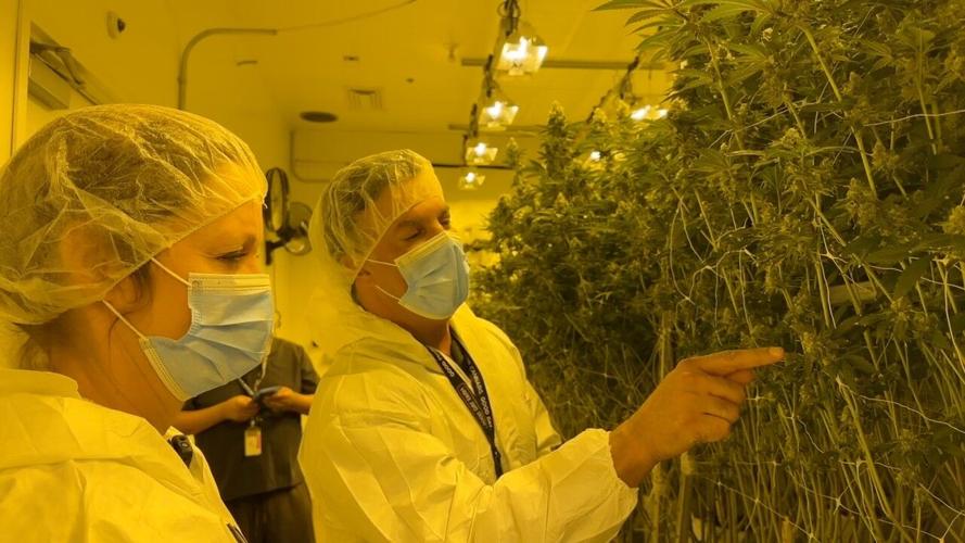 Medical marijuana grower: Pop-up booth at H&H was legal, appropriate ...