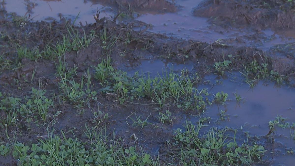 Soil saturation can lead to flash flooding, toppling trees | ArkLaTex ...