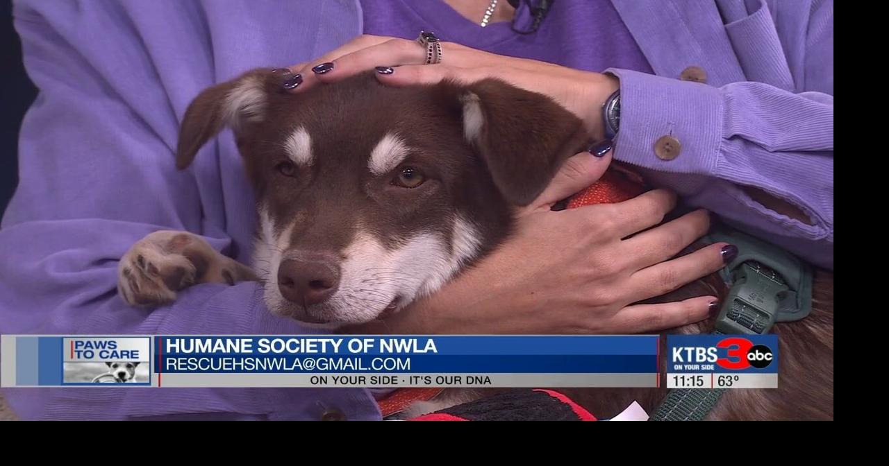 Paws to Care: Humane Society of NWLA | | ktbs.com