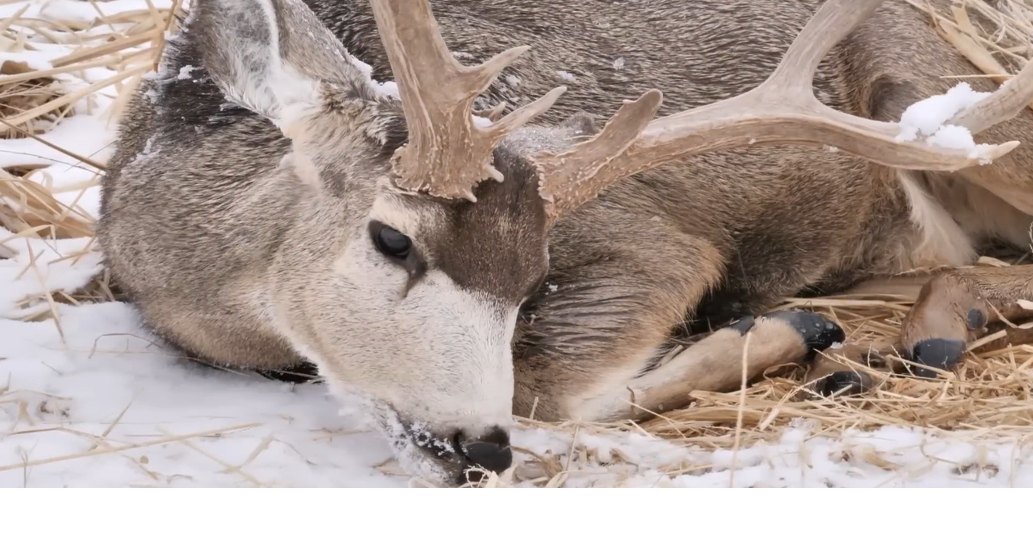 New wasting disease deer death prompts concerns, warning | News | ktbs.com