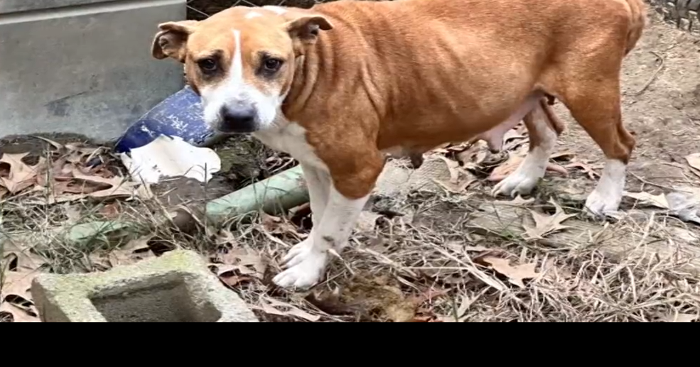 SPCA East Texas rescues several abused dogs from starvation, near-death ...