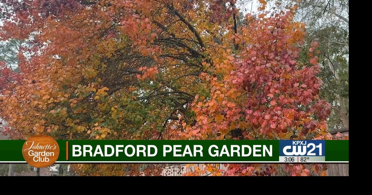 Experts warn of problems with Bradford Pear trees | Johnette’s Garden ...