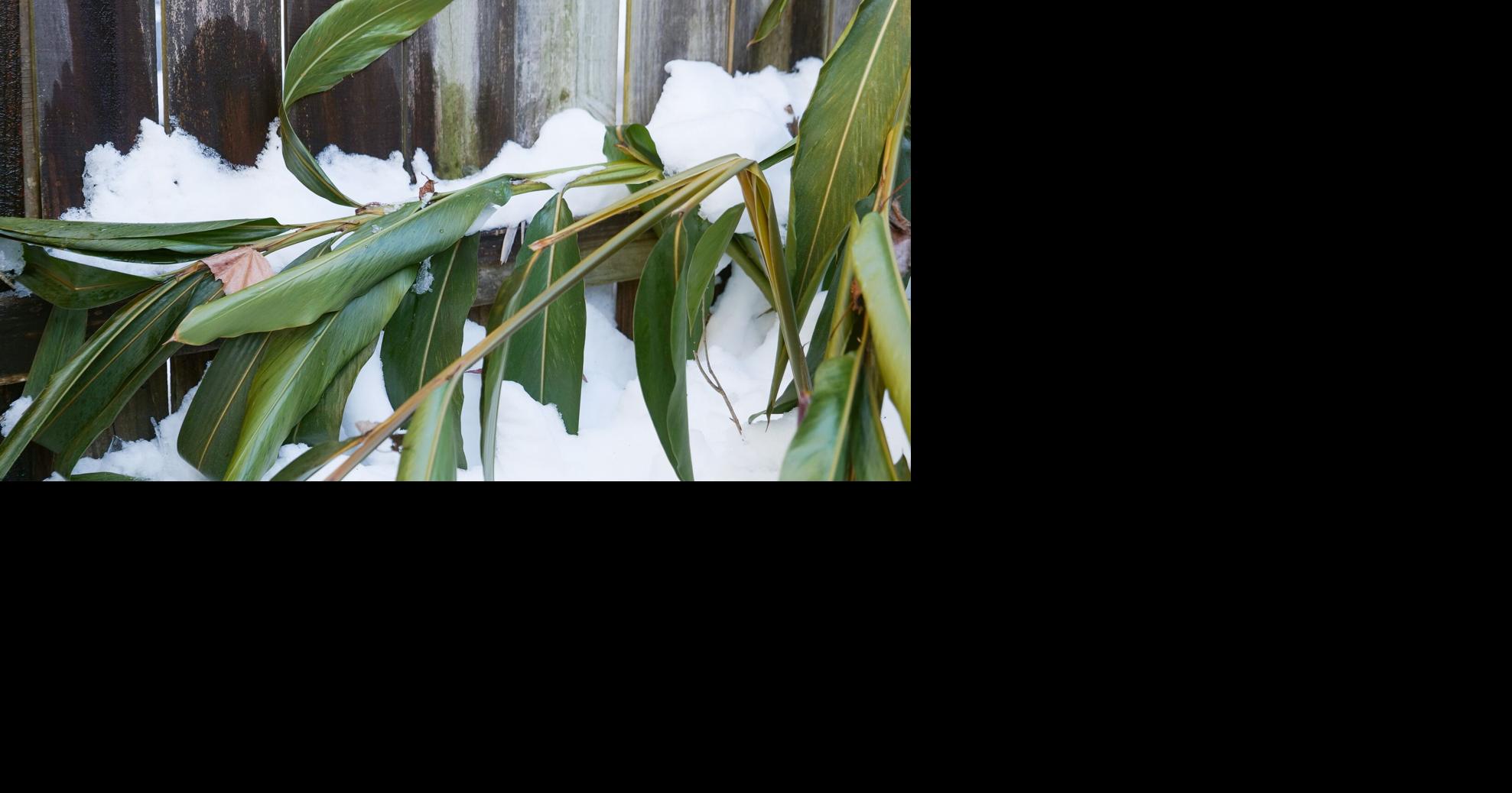 Be patient when it comes to dealing with freeze-damaged plants | News ...