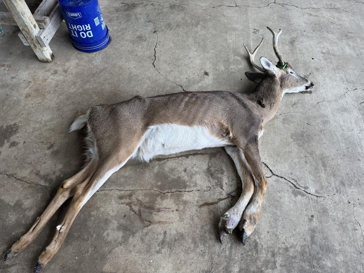 New case of chronic wasting disease found in North Louisiana | News ...
