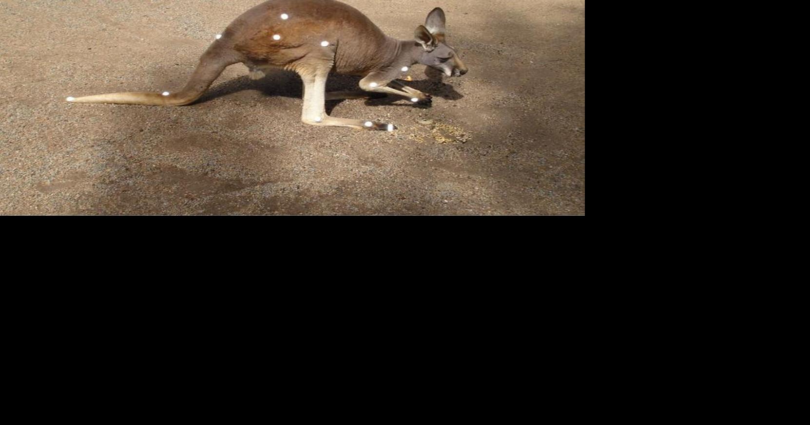 Kangaroos use unique posture trick to save energy when hopping ...