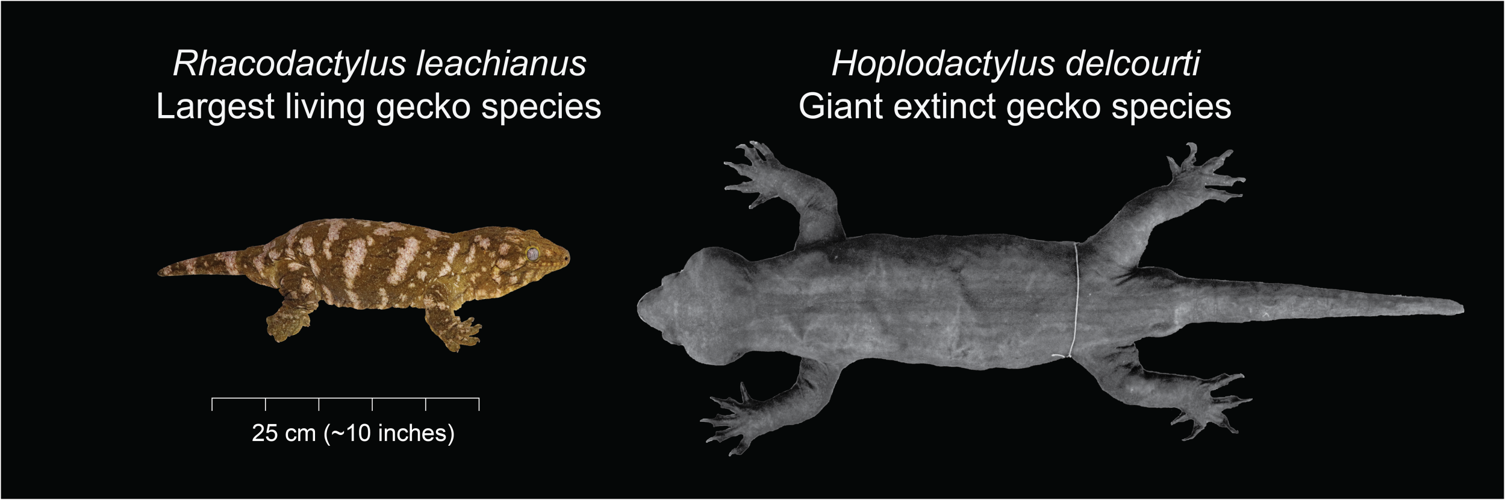 LSUS faculty co-authors research that reclassifies world’s largest ...