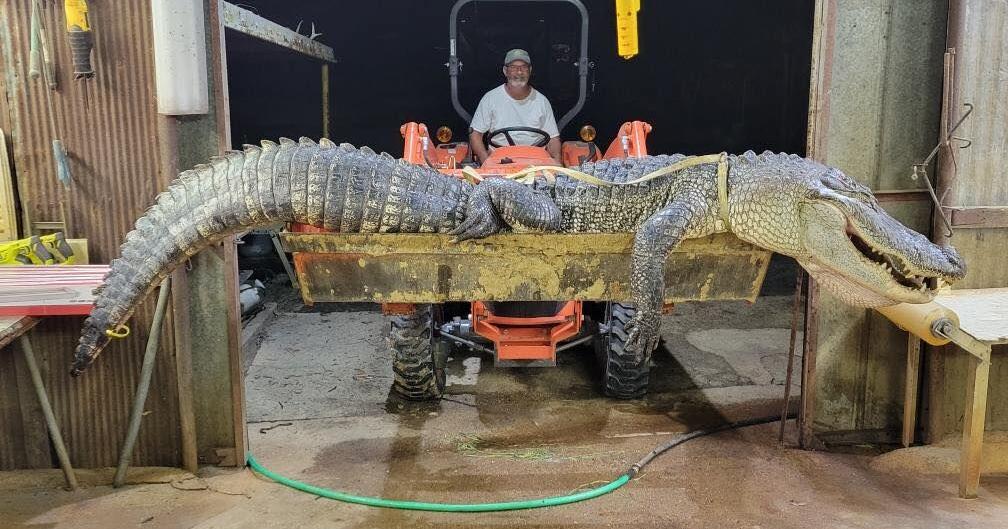 Alligator season in Northwest Louisiana sees some giant gators | News ...