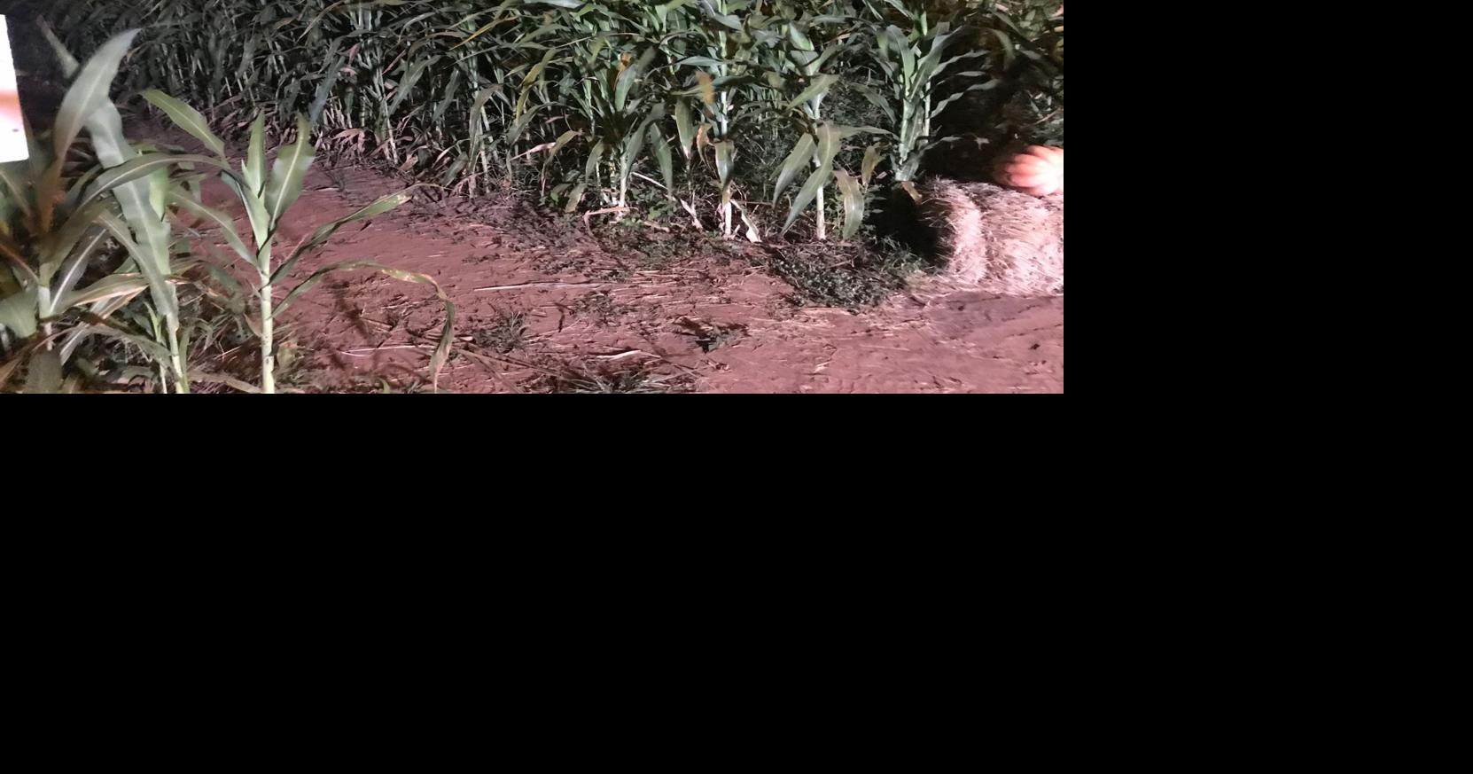 First Cup with First News: Dixie Maze Farms Fall Festival and Corn Maze ...