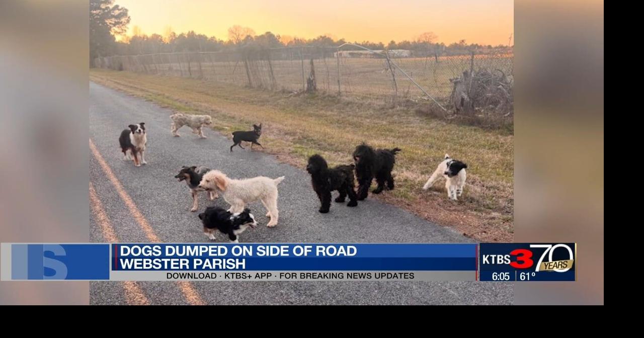 Most of 2 dozen dumped dogs rounded up in Webster Parish | News | ktbs.com