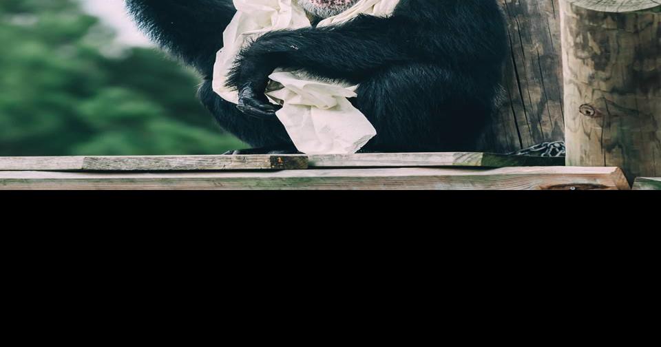 'Meet the Chimps' streaming now on Disney+ | News | ktbs.com