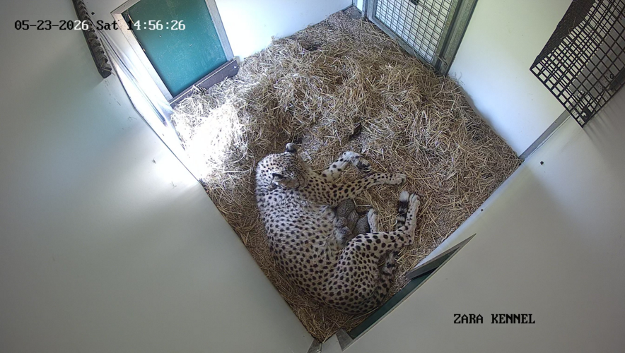 Seven endangered cheetah cubs born at zoo a huge conservation win ...