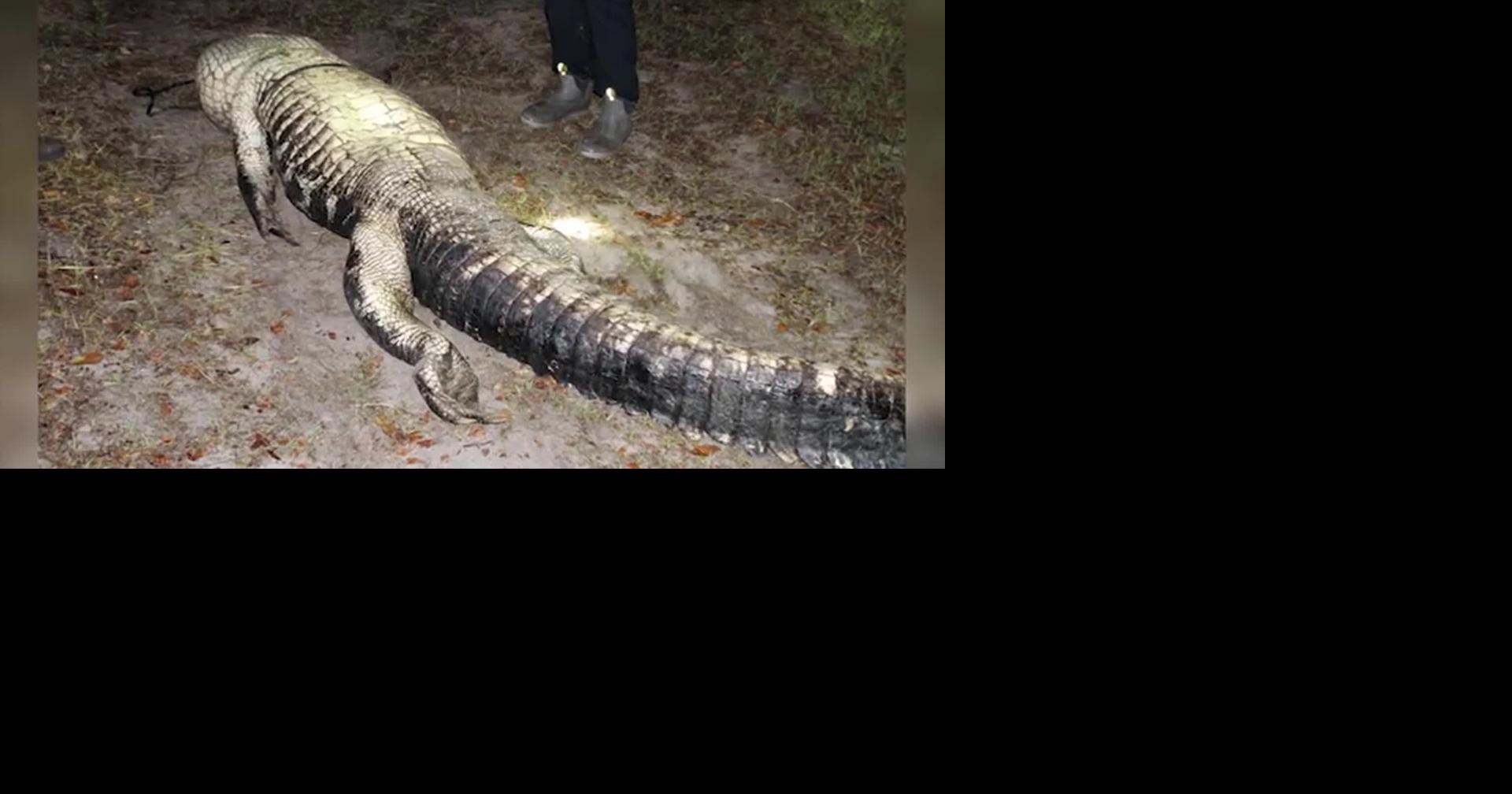 FL: FWC REPORT DETAILS DEADLY GATOR ATTACK | Health | ktbs.com