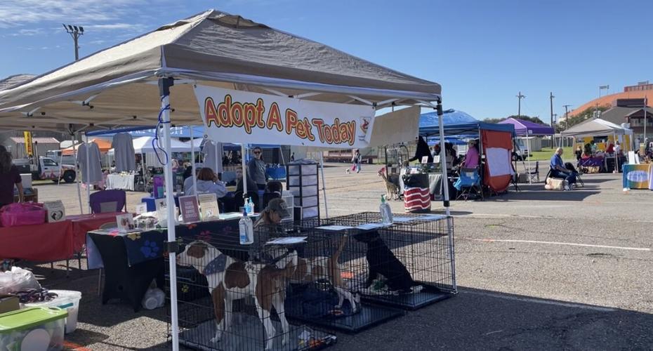 Krewe of Barkus and Meoux hosts annual pet parade | Community | ktbs.com