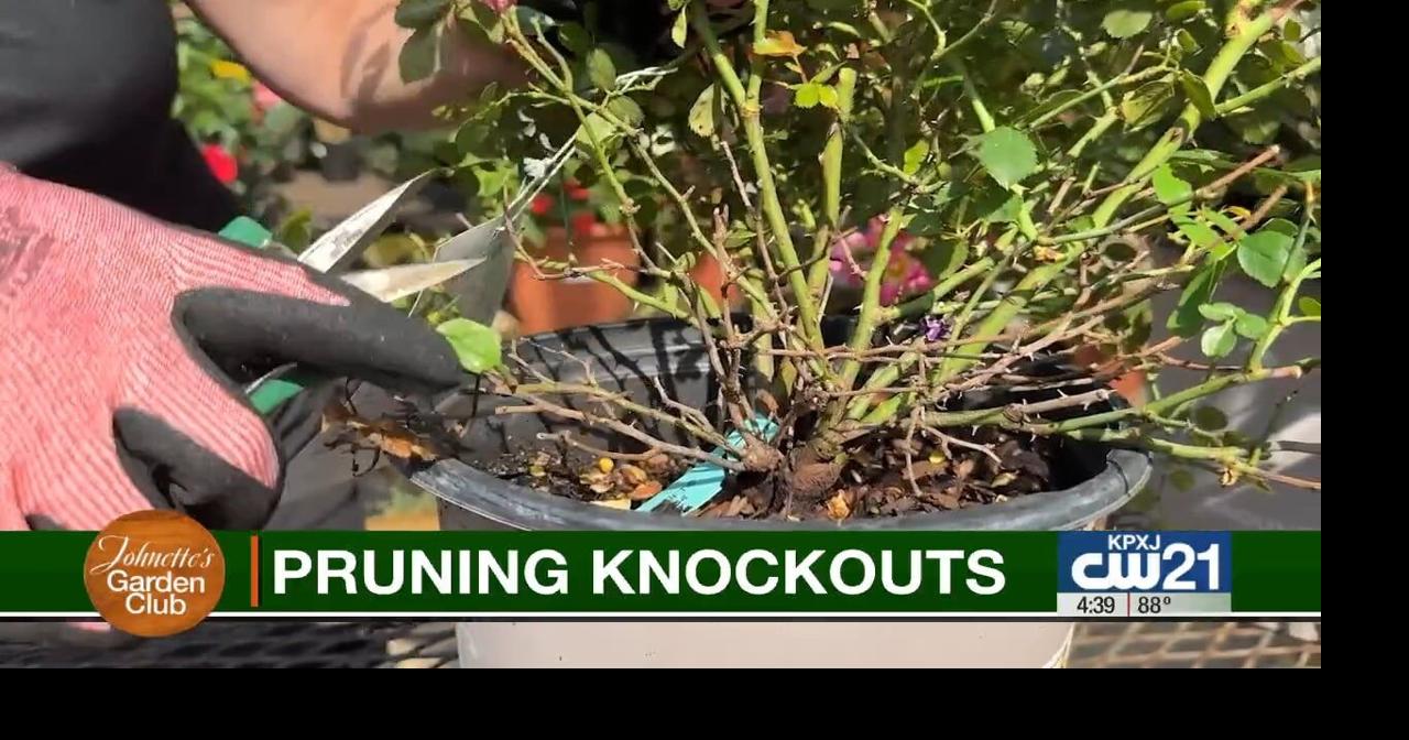 knockout rose tree pruning