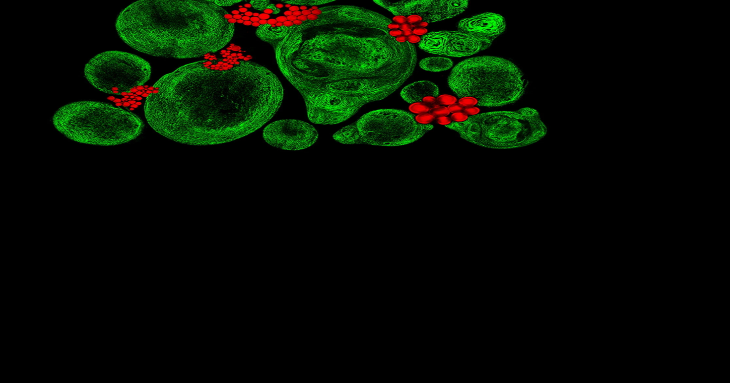 Scientists reveal microscopic ‘Christmas Tree’ in stunning photos ...