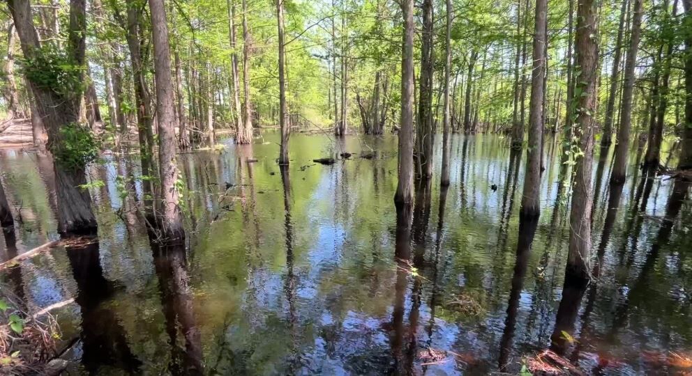 Bayou Dorcheat falls under flood stage | News | ktbs.com
