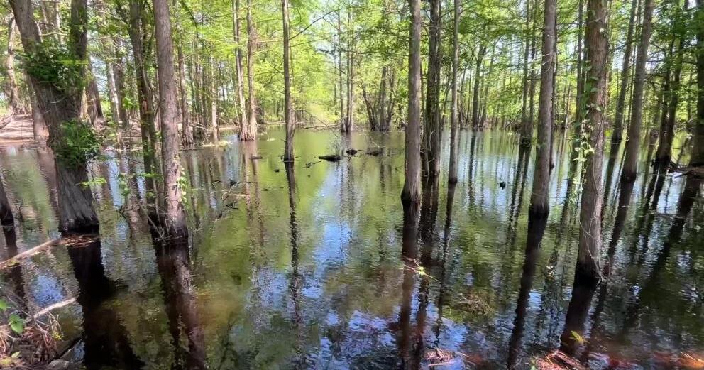 Bayou Dorcheat falls under flood stage | News | ktbs.com
